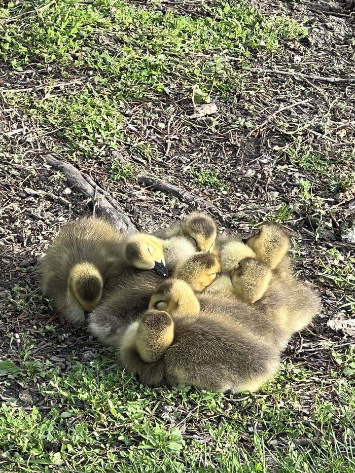 Baby goose cuddle puddle - 9GAG