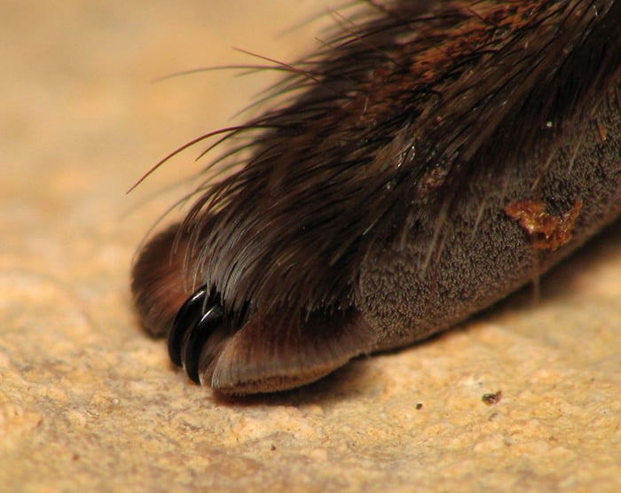 Closeup pictures of spider feet (Tarsal Claws) - 9GAG