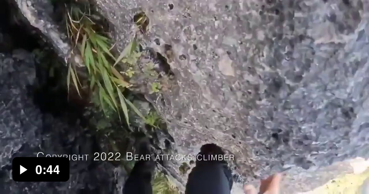 Rock climber fights off bear attack - 9GAG