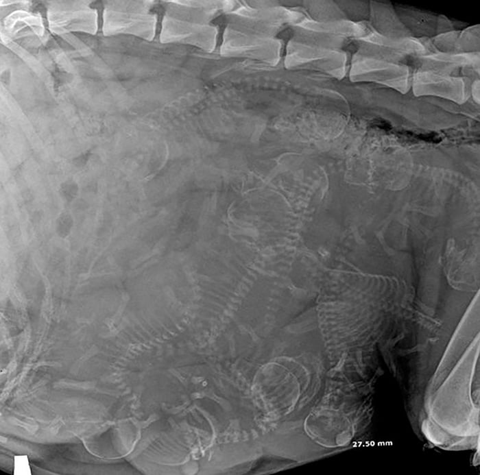 X-ray of a pregnant dog - 9GAG