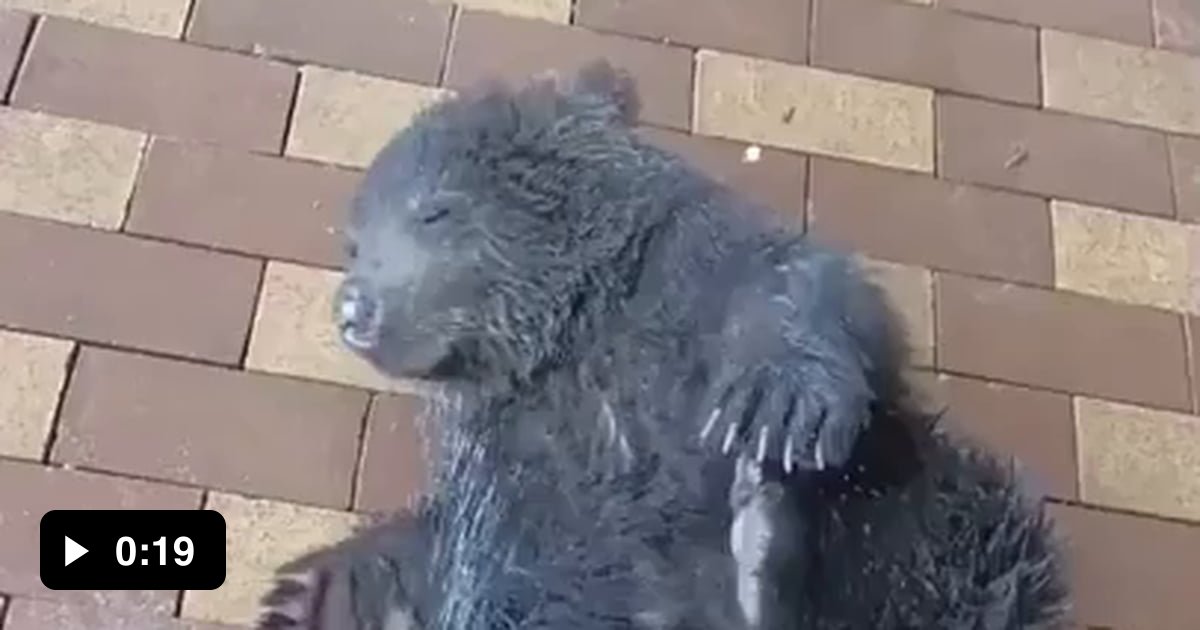Bears love water procedures. Usually. - 9GAG
