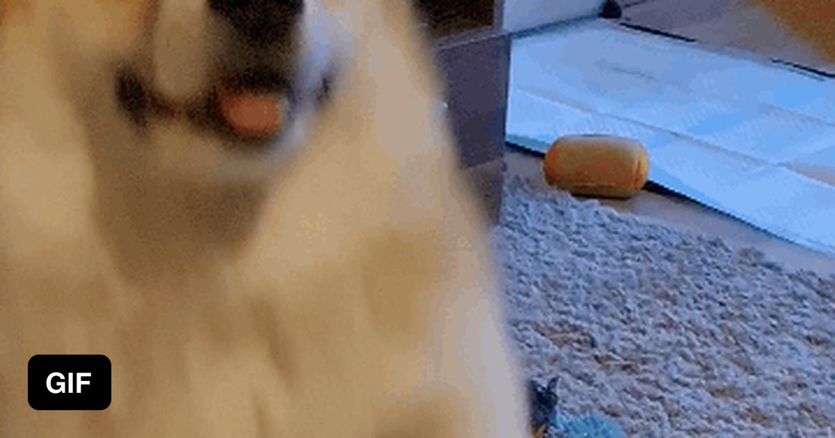 The sully face he makes is too cute! - 9GAG