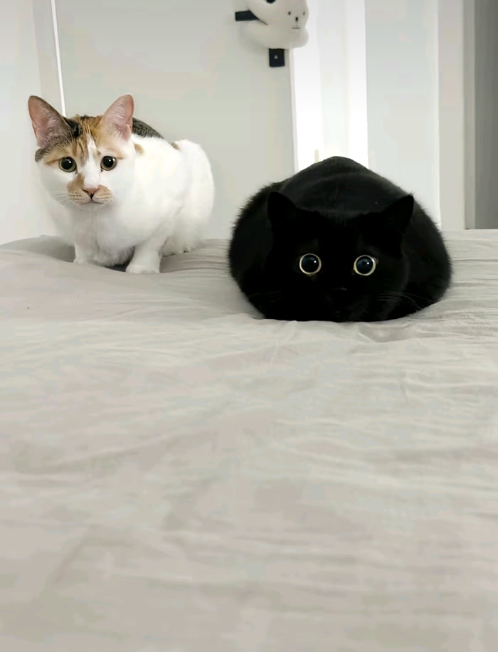 Fluffy void - 9GAG