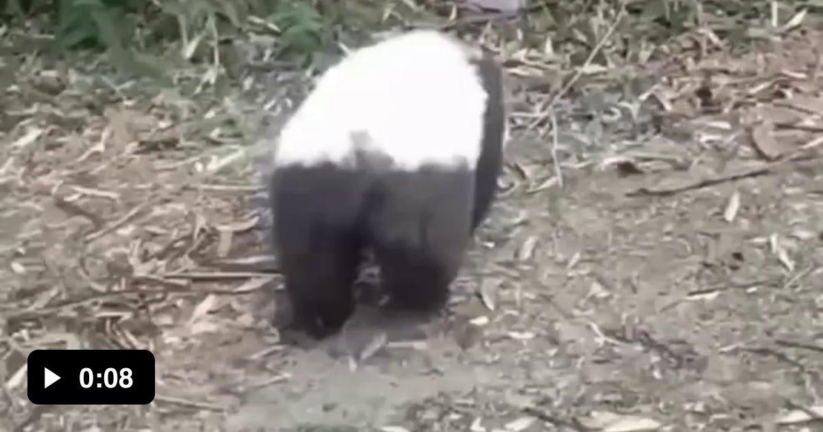 Western panda - 9GAG