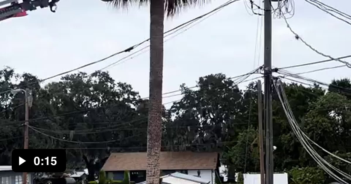 "flicker, flicker, flicker, here you are; cata-cata-cata-cata ...