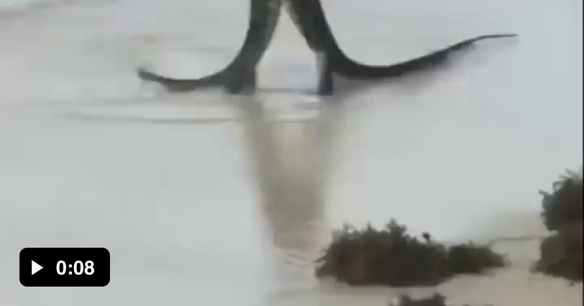 Looks like a tender embrace...but in reality, these two monitor lizards ...