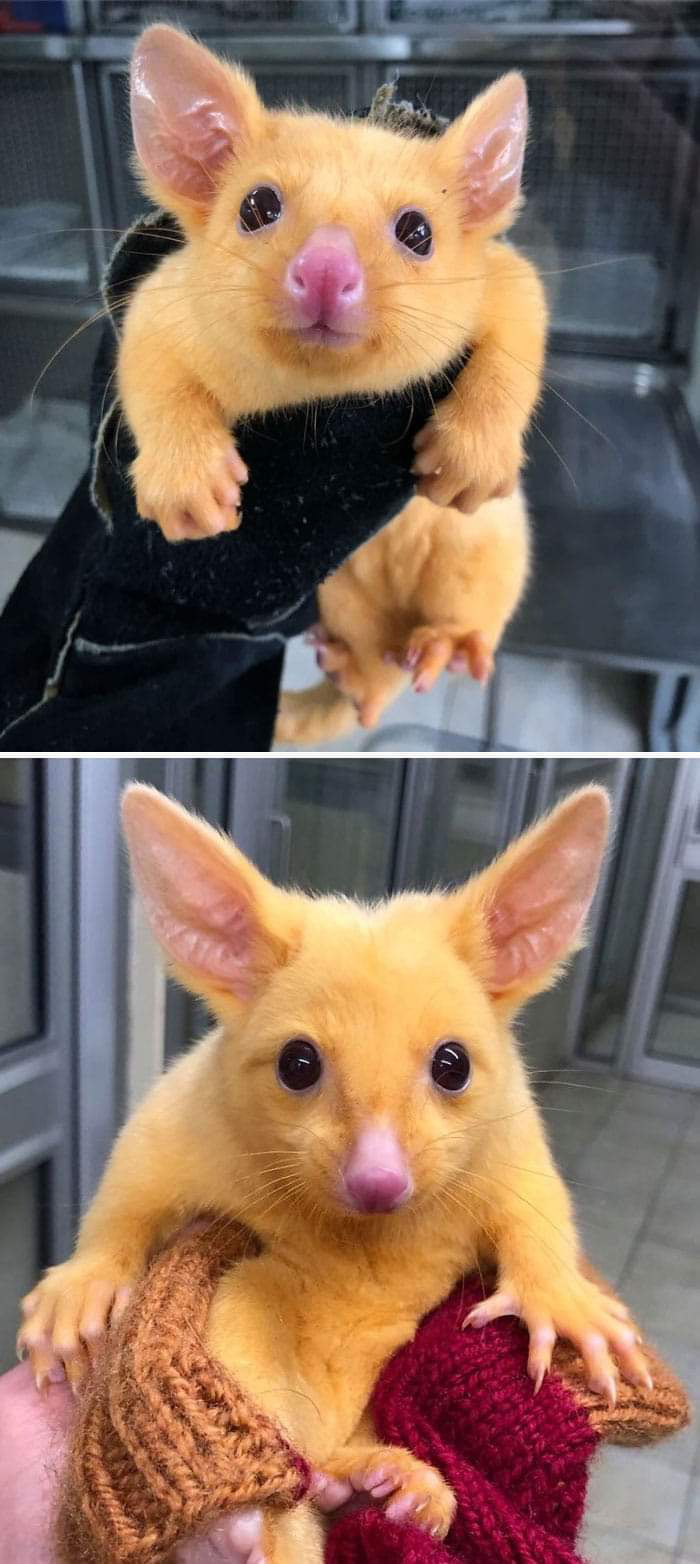 Australian Veterinary Clinic Rescues A Rare Golden Possum, People Say ...