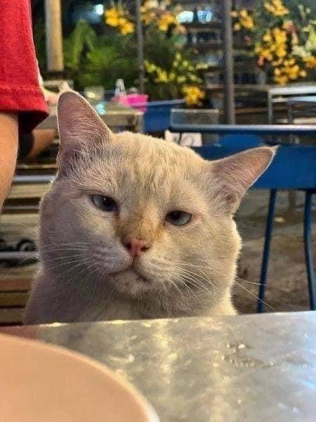 Damn this cat cgi looking - 9GAG