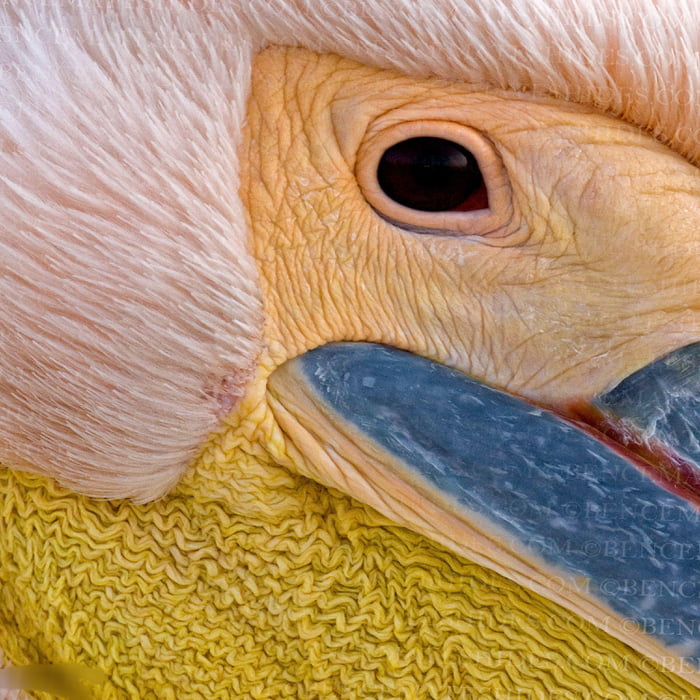 The textures of a pelicans face - 9GAG