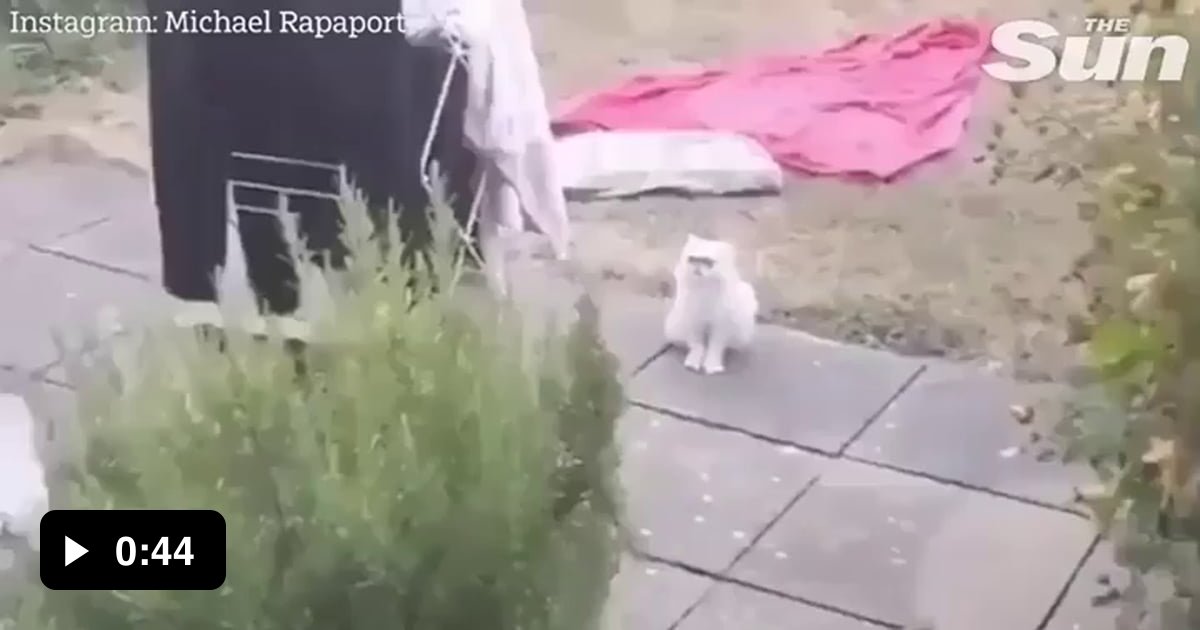 “Is that a f**kin cat?!” - 9GAG