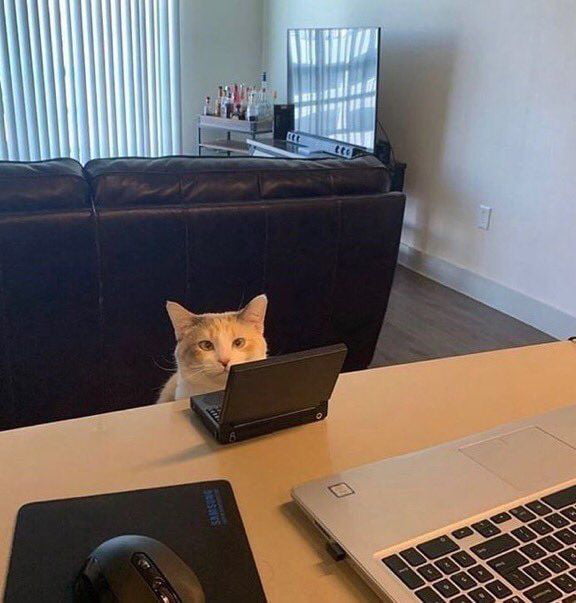 WHEN IS LUNCH? also show me cat memes else i vomit - 9GAG