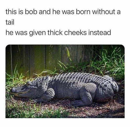 Looking good bob. - 9GAG