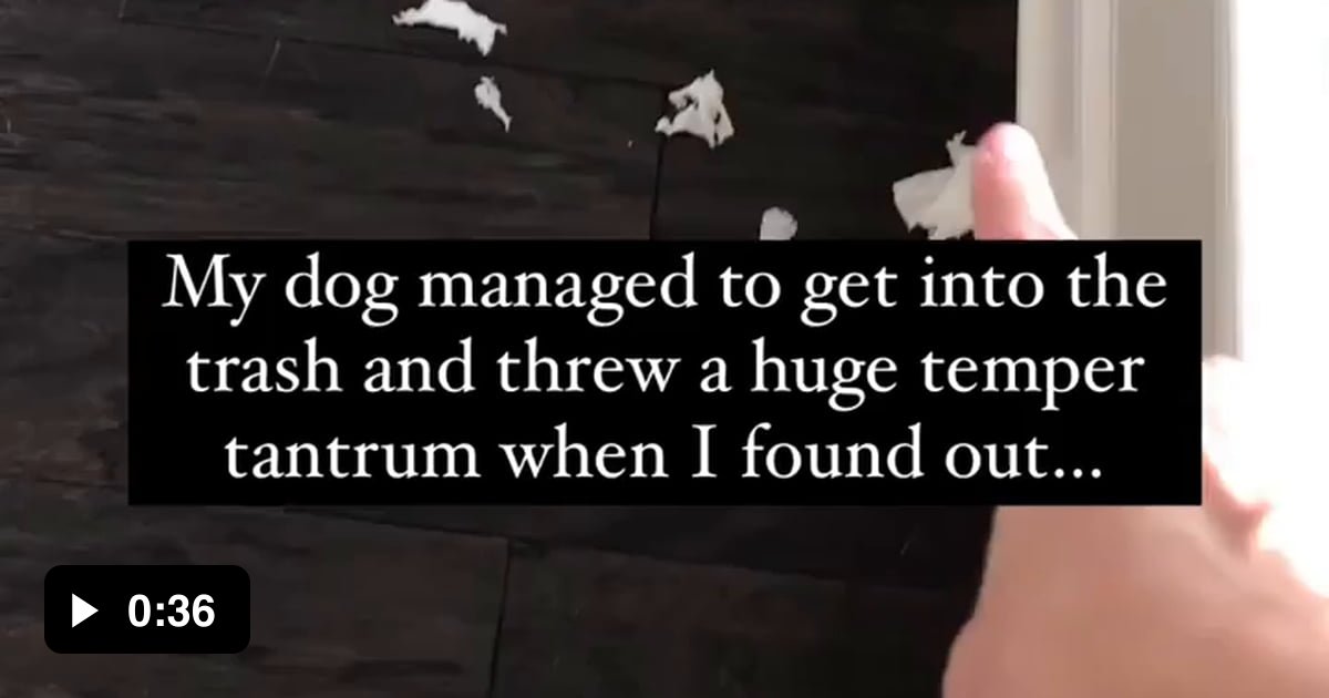 Normal husky activities 🤣 - 9GAG