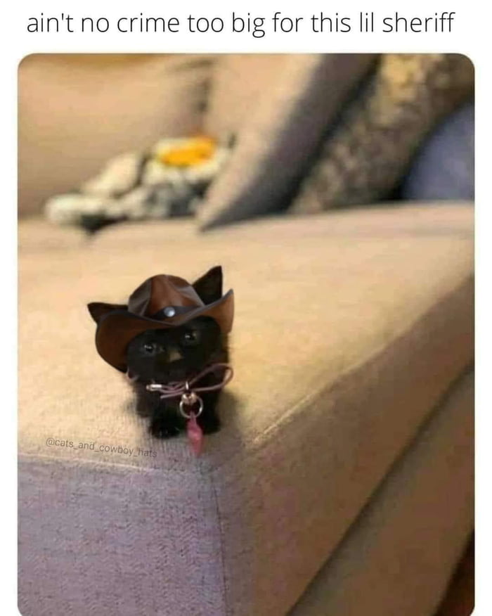 Criminally smol catto - 9GAG
