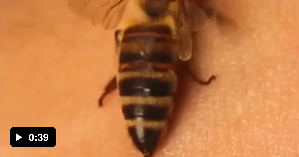 Incredible mechanism of how a bee stinger works - 9GAG