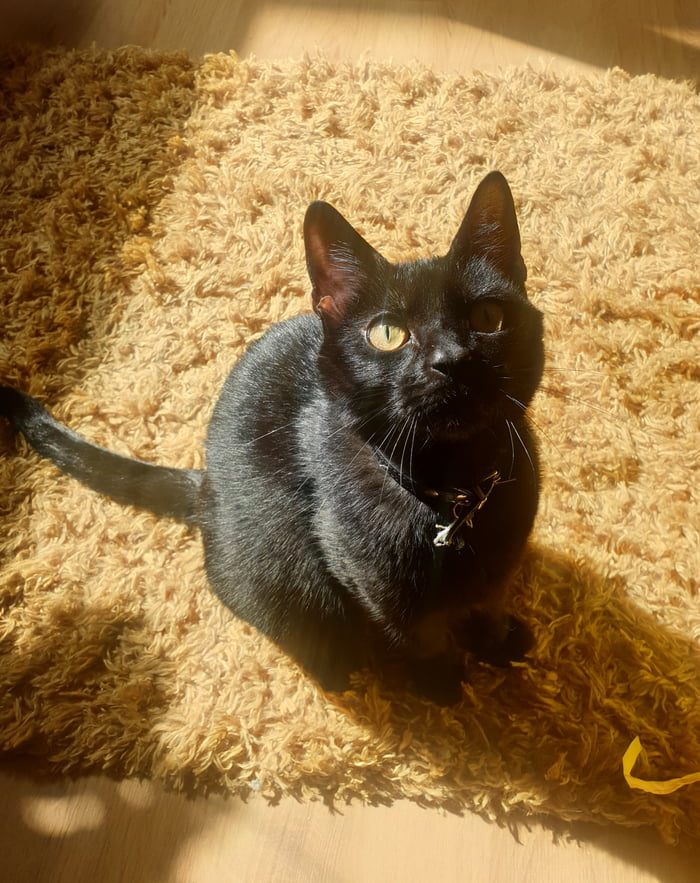 My cat, Loki. - 9GAG