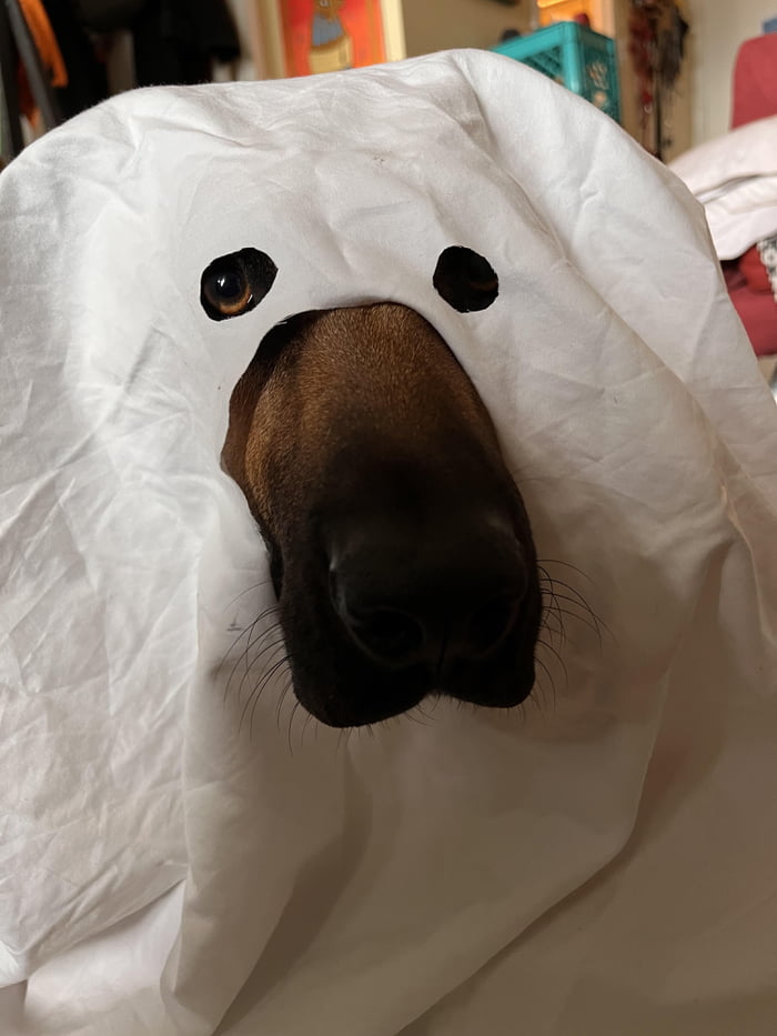 Nothing wrong here, just a spooky spooky ghost 👻 - 9GAG