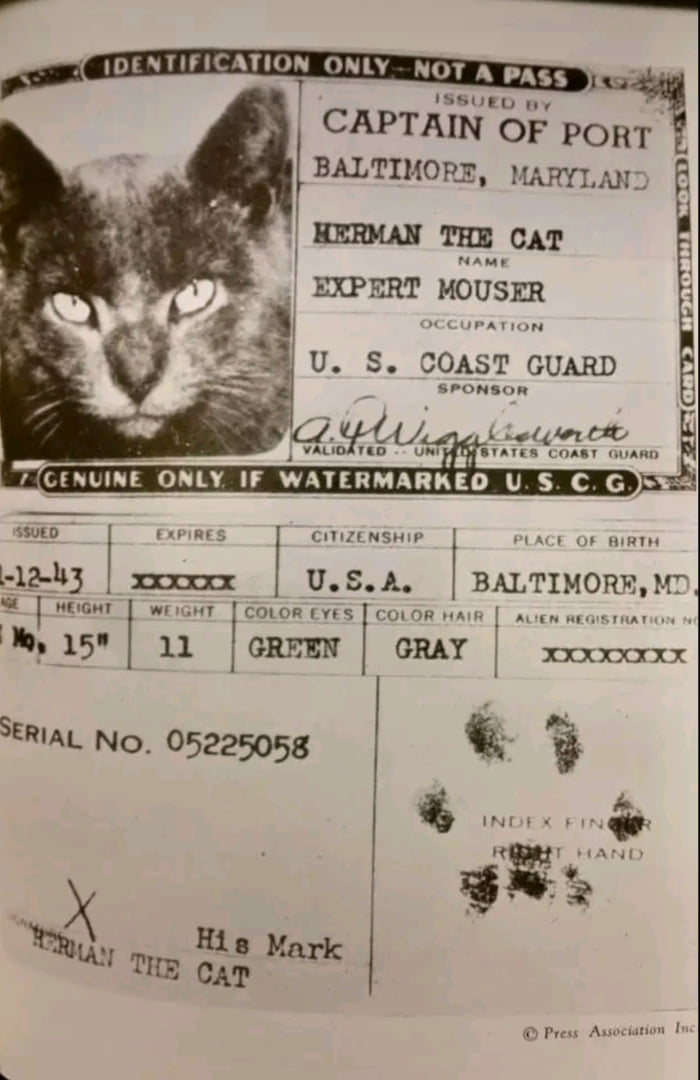 Up until the mid 20th century, cats that sailed on ships to catch ...