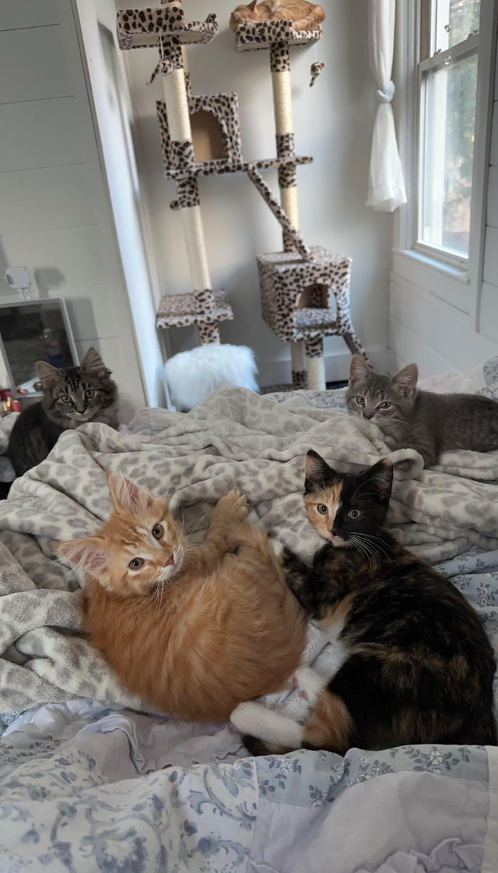 Little kitty committee - 9GAG