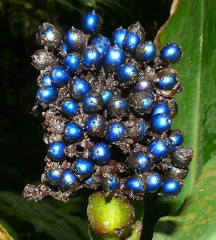 This is the brightest plant in the world! Pollia condensata, also known ...