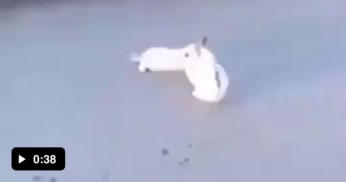 To perform bunny CPR - 9GAG