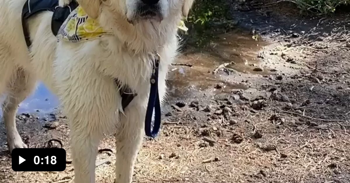 Just a good boi carrying her meowjesty - 9GAG