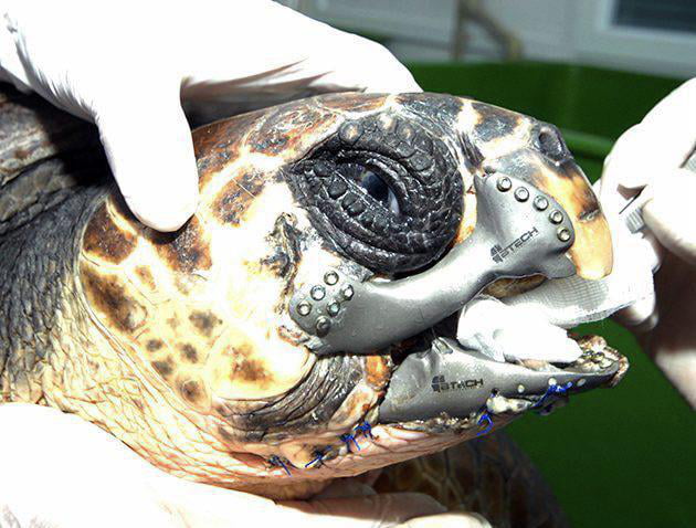 A loggerhead turtle got into a boating accident, resulting in the loss ...