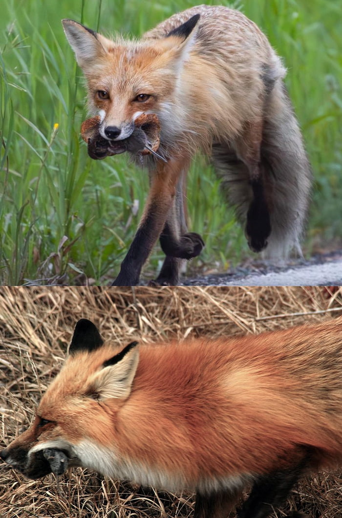 Red fox caring a rodent sandwich (Yellowstone National Park). Photo by ...