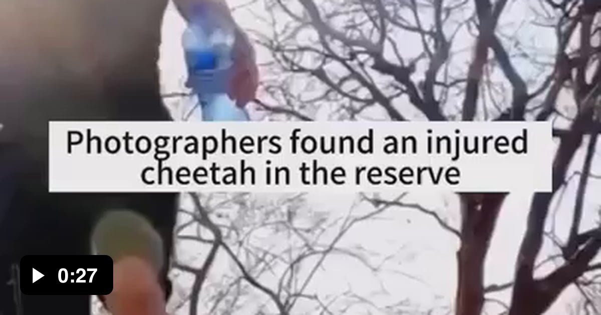 Hurt Cheetah and Photographer Become Surprising Friends. - 9GAG