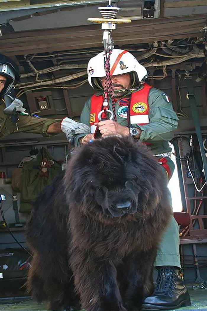 Italian Coast Guard dog getting ready to jump into the ocean to rescue ...