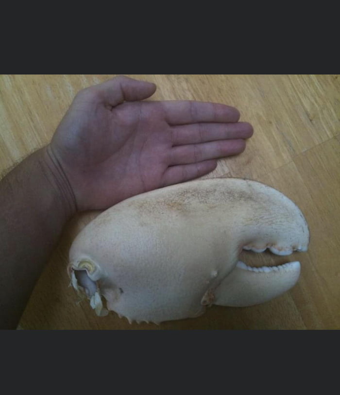This Lobster Claw - 9GAG