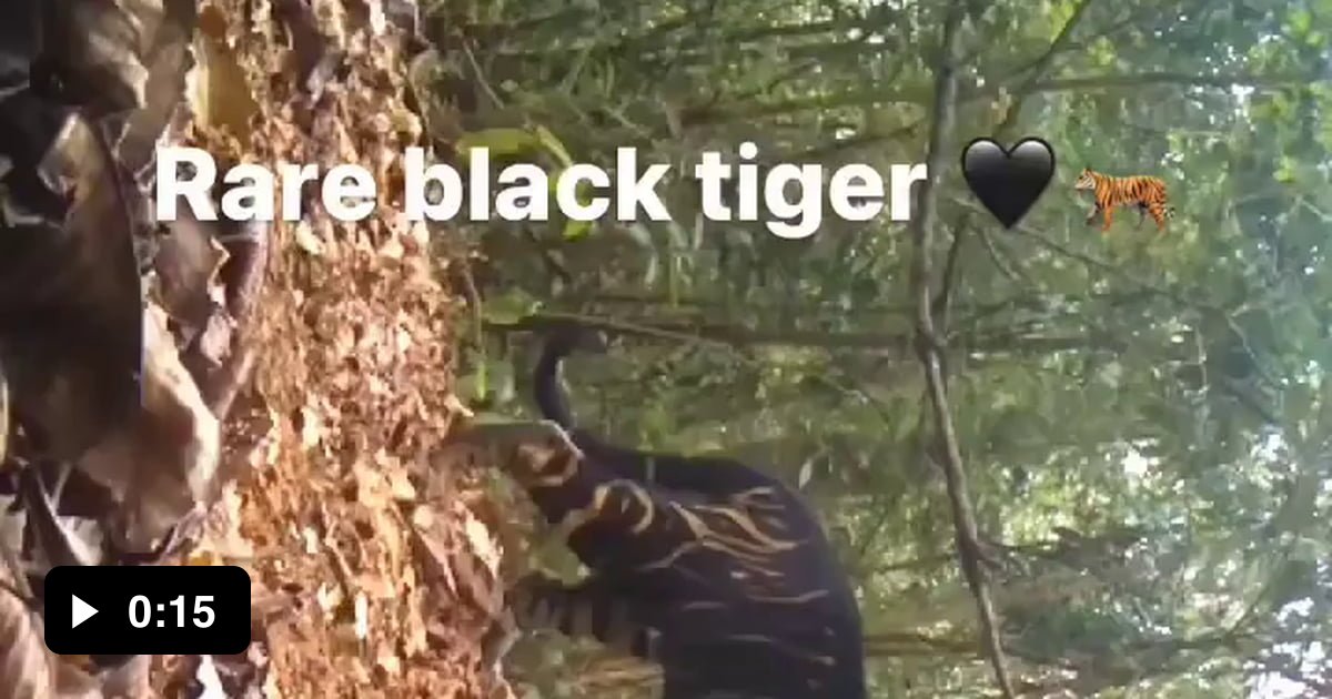 This is a rare black tiger. They are born with thick black stripes that ...