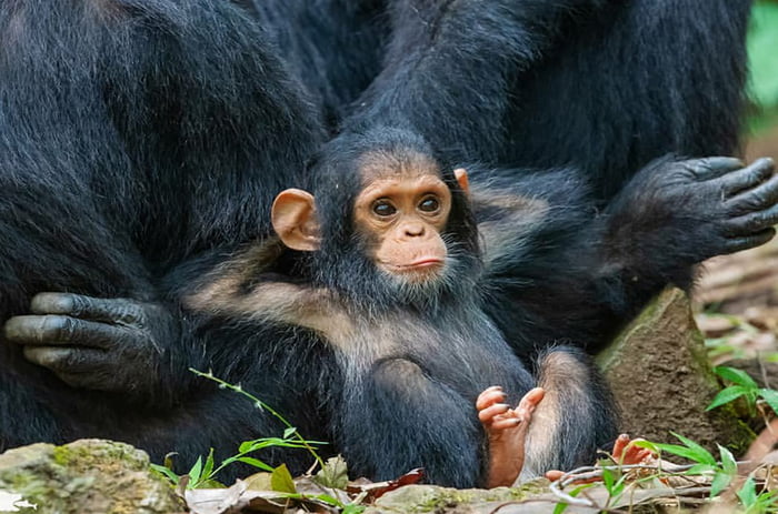 A day in the life of a baby chimp - 9GAG