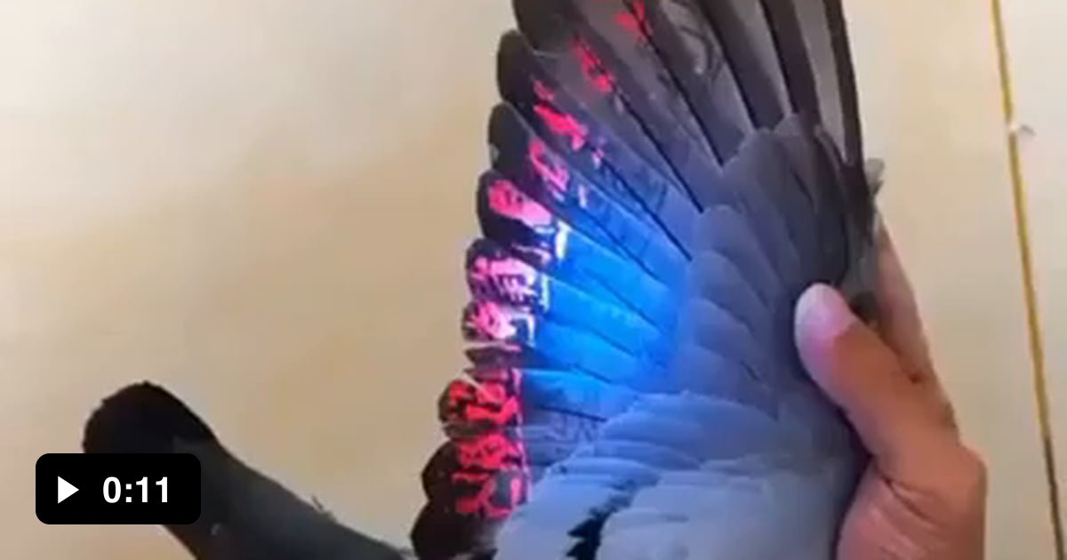 Uv light on a pigeon - 9GAG