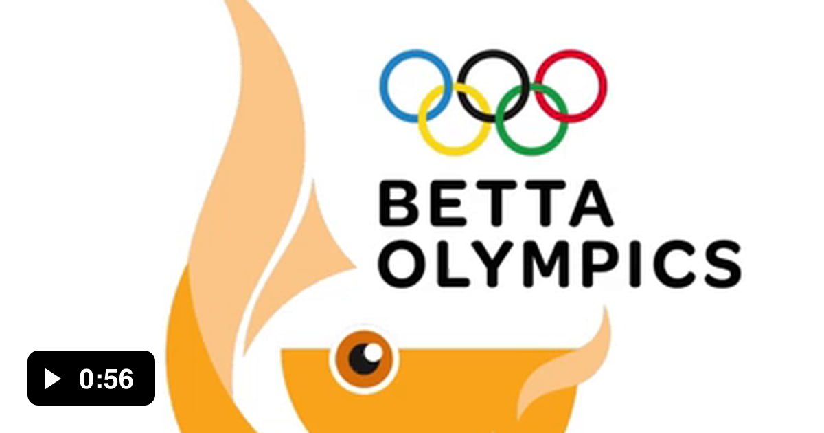 Oddly satisfying fish training montage. Here’s a tribute to all Betta ...