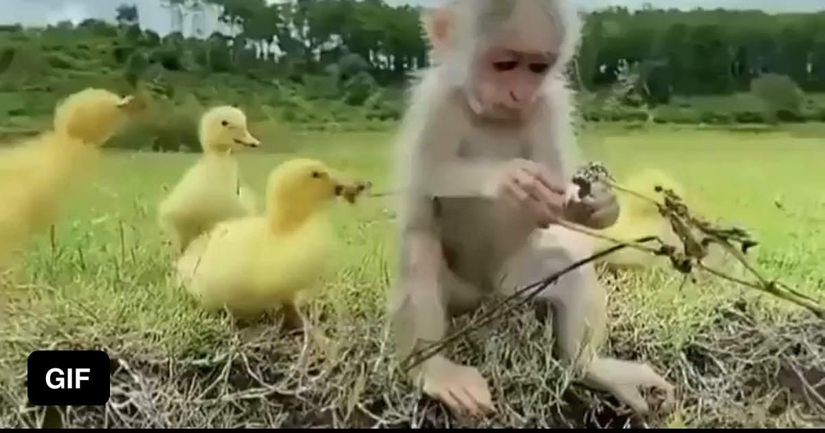 A monkey hanging out with his duck friends - 9GAG