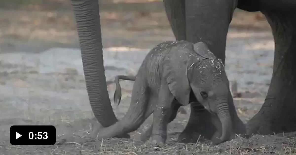 Baby elephant taking its first steps - 9GAG