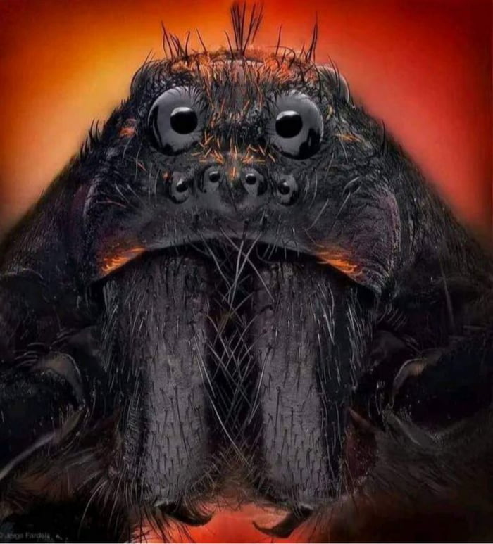 Extreme Closeup of a Wolf Spider - 9GAG