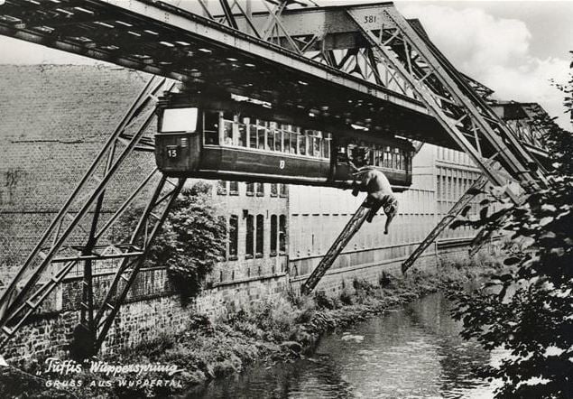 Tuffi - the elephant who jumped out of a suspension railway in ...