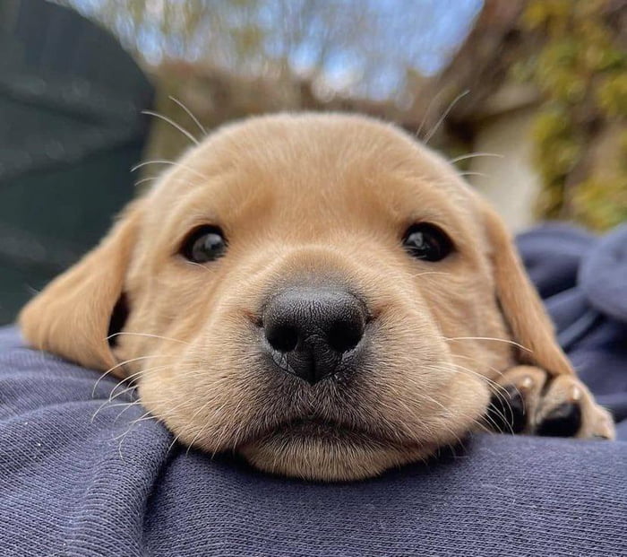 Would you boop this cute snoot?😍 - 9GAG