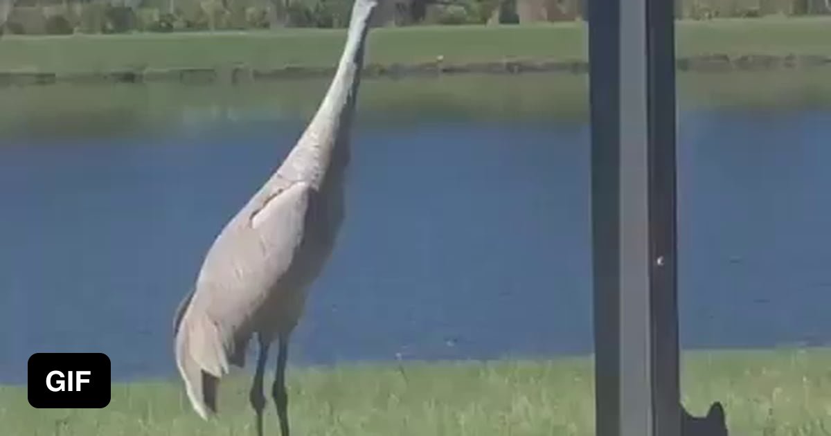 Sandhill crane shows its intimidation move to the cat - 9GAG