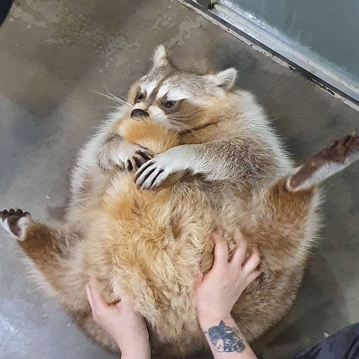 Fluffball c h o m p - 9GAG