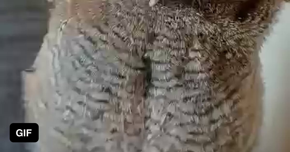 Albert the Screech owl, 7 weeks. - 9GAG