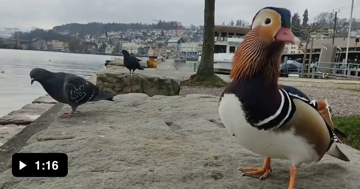 This pigeon b*tch-slapped a duck - 9GAG