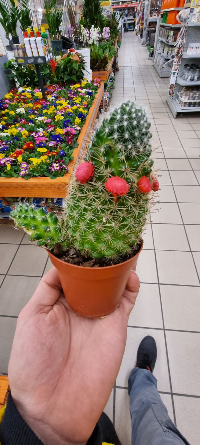 Today at work i find such lovely cactus - 9GAG