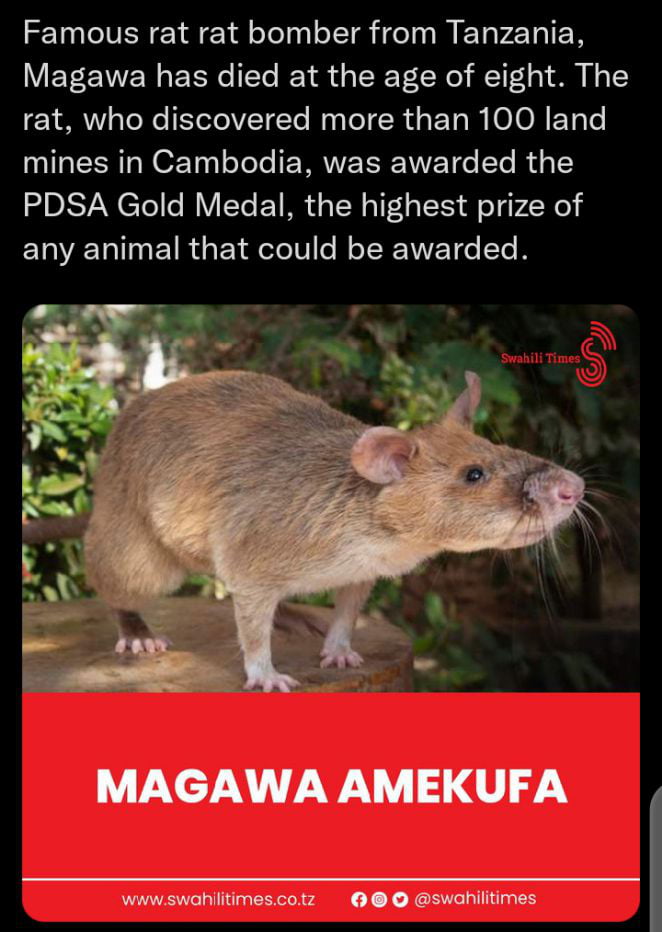 Well this just happened in my country, I know it's say rat rat, but it ...