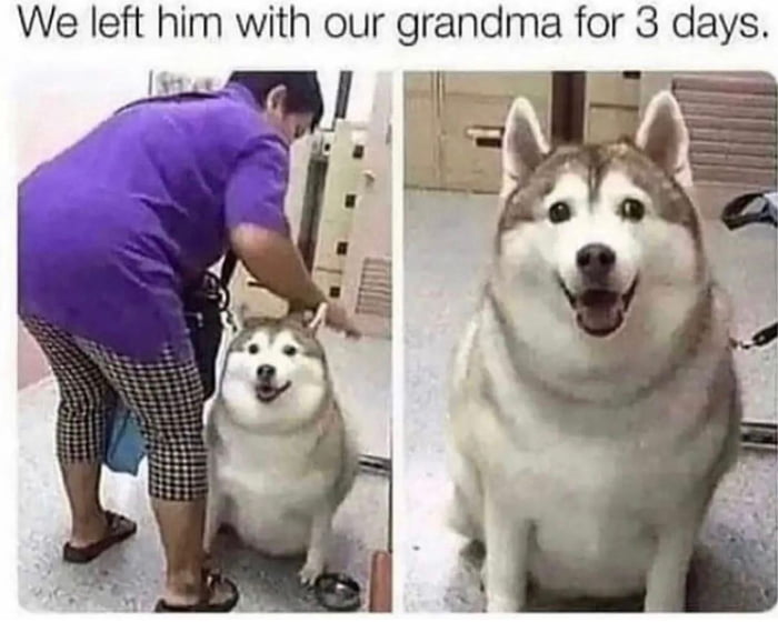 Wat the dog doing - 9GAG