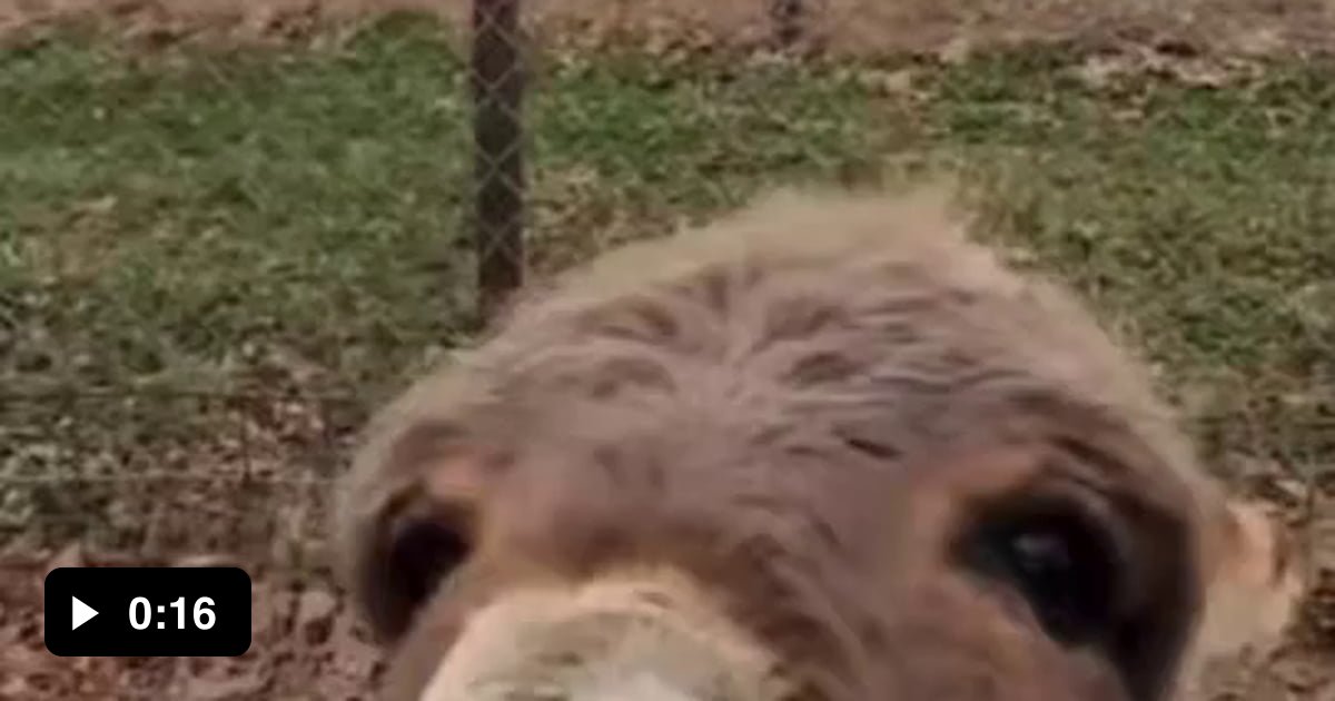 Derpy donkey - 9GAG
