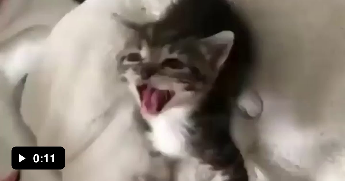 Your basic squeaky toy ️😻😻 - 9GAG