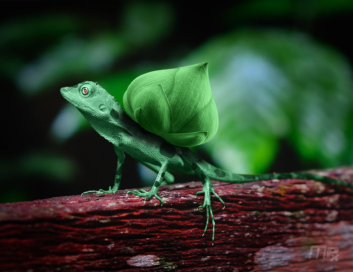 Bulbasaur in real life - 9GAG